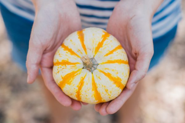 Fall Harvest: Where’s the Fruit? - Homeschool Compass