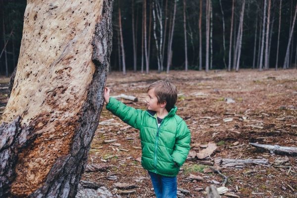 3 Tree Activities for Your Homeschool - Homeschool Compass